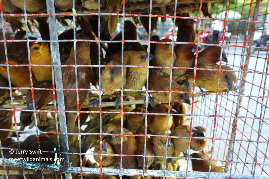 Vietnam - Meet Wild Animals