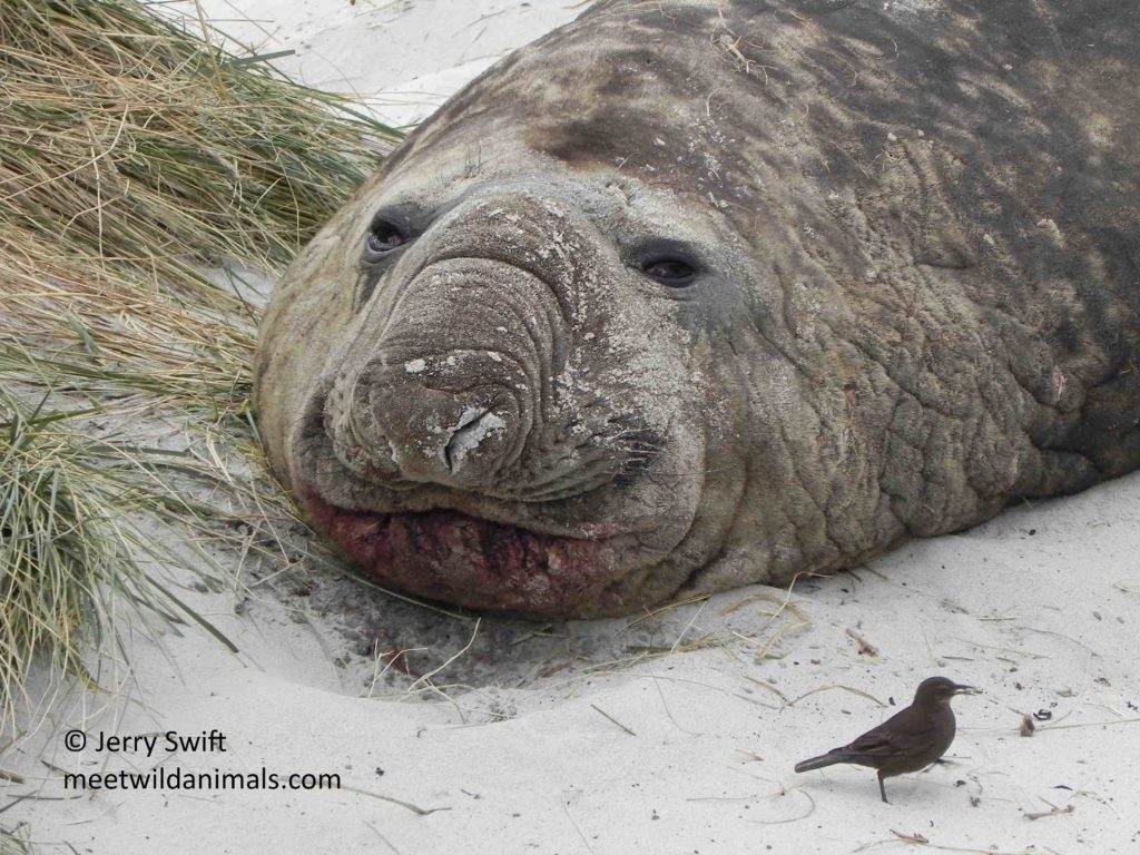 Falkland Islands - Meet Wild Animals
