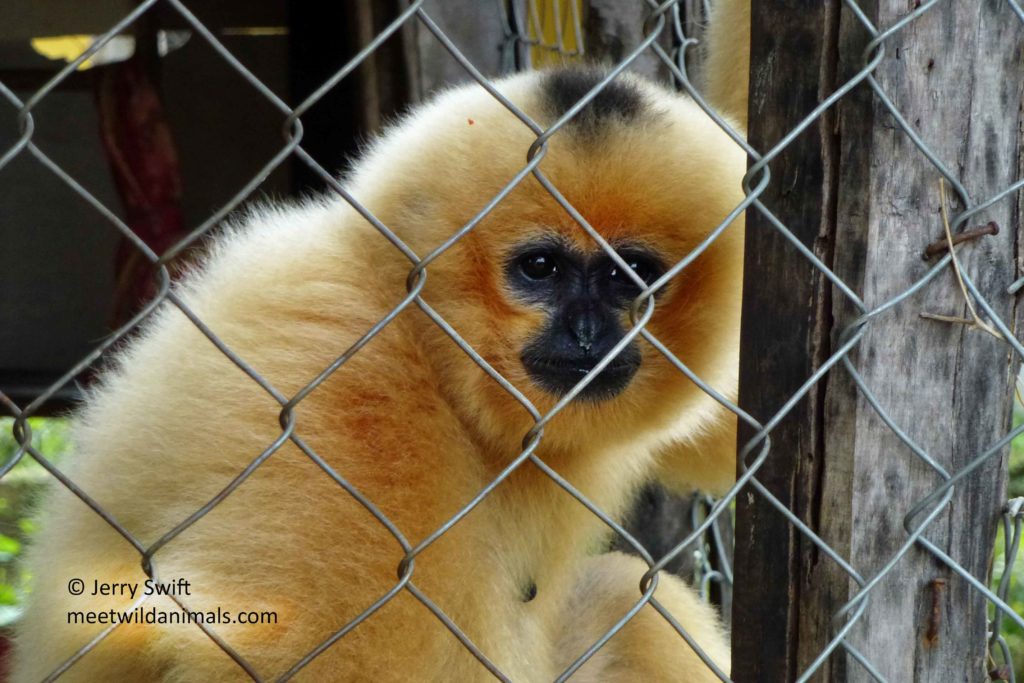 Laos - Meet Wild Animals