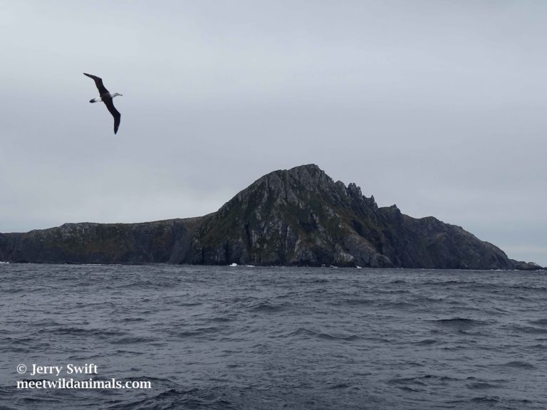 Le passage du cap Horn - Meet Wild Animals